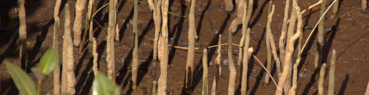 mangrove air roots – MGPalaeo